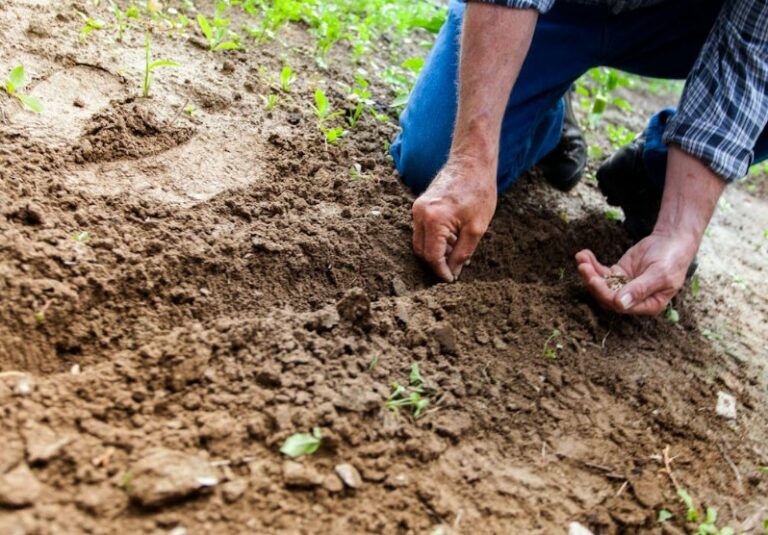 Here’s what the color of your garden soil actually means