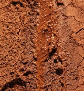 Here’s what the color of your garden soil actually means