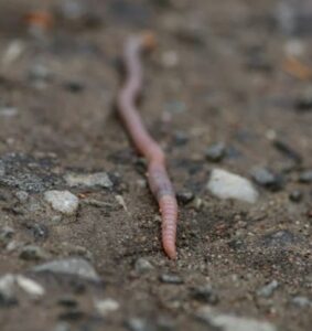 Here’s what the color of your garden soil actually means
