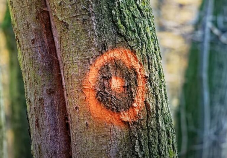 When You See Paint on Trees, Here’s What It Really Means
