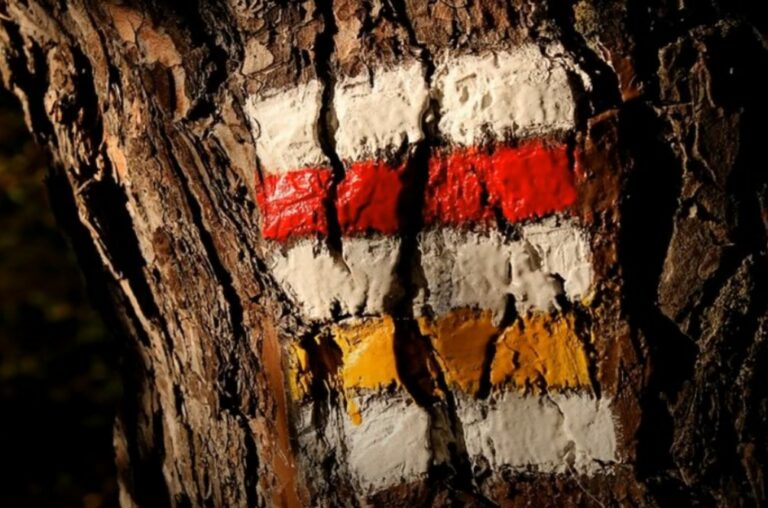 When You See Paint on Trees, Here’s What It Really Means
