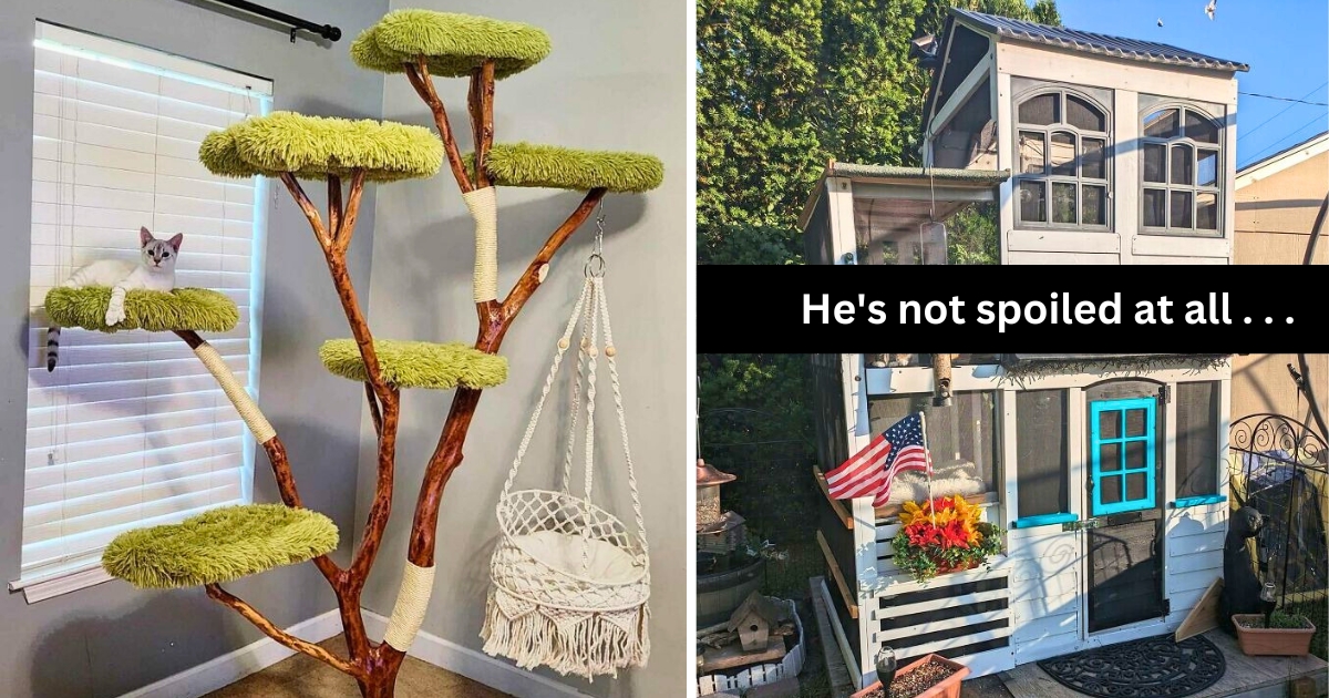 30 People Who Went All Out “Catifying” Their Homes