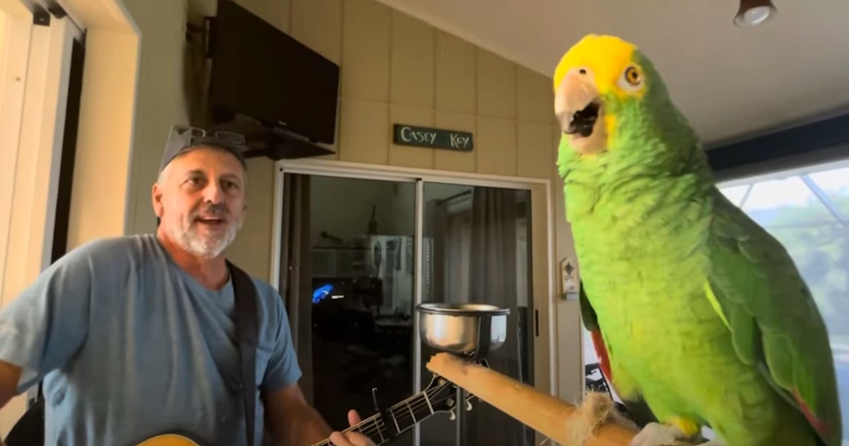 Dad starts singing ‘Rocket Man’ only to have funny parrot steal the show