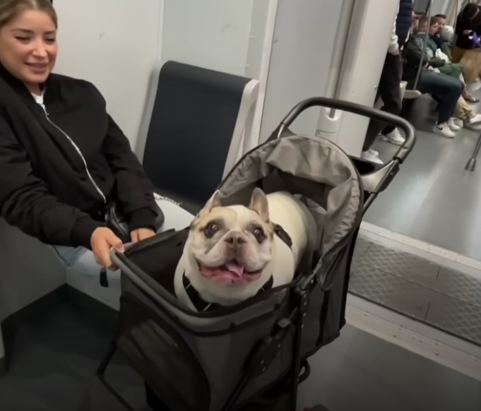 Frenchie has the funniest most unique voice that stops people in the street