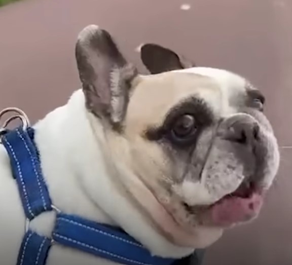 Frenchie has the funniest most unique voice that stops people in the street