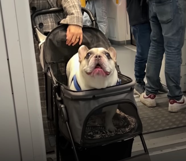 Frenchie has the funniest most unique voice that stops people in the street