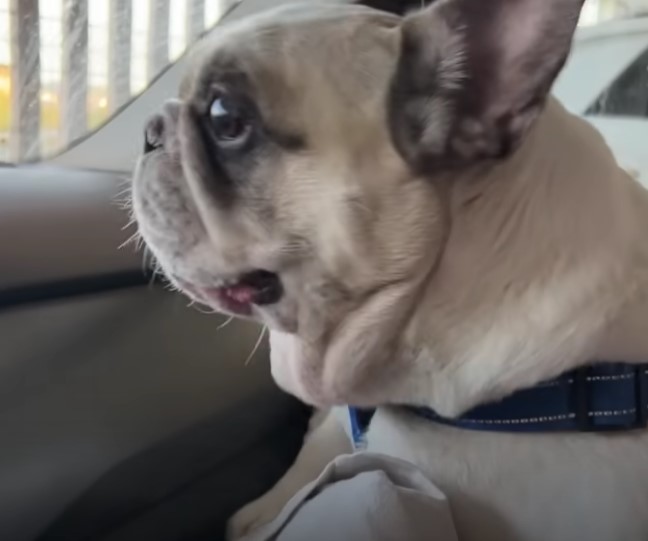 Frenchie has the funniest most unique voice that stops people in the street