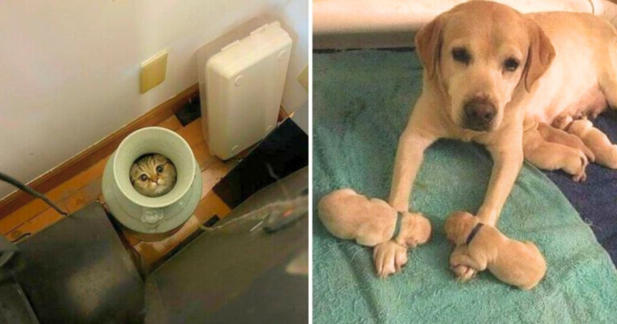 20 Unforgettable Pics Captured When Animals Did Something Ridiculously Cute